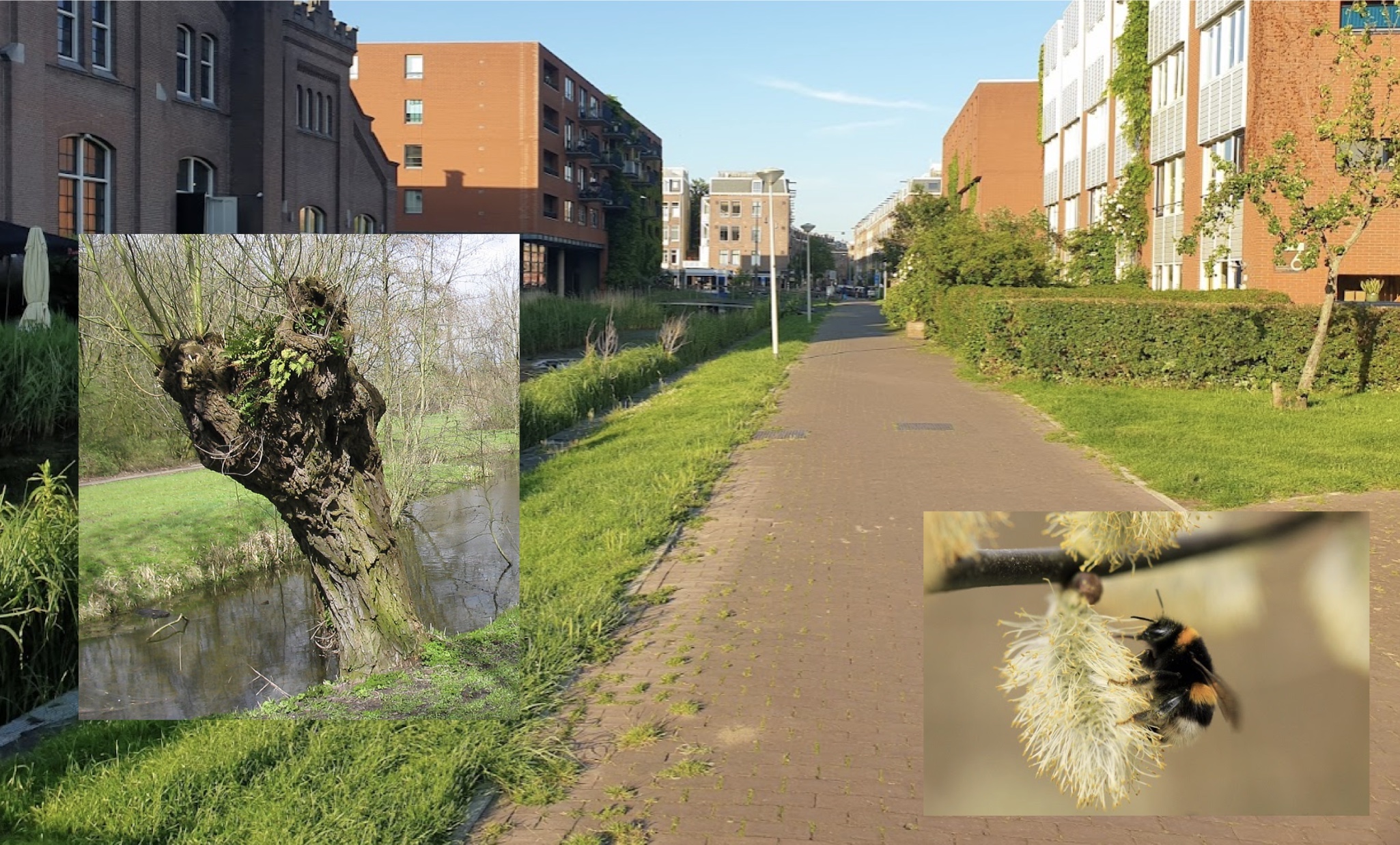 feestelijke aanplant knotwilgen - GWL Terrein
